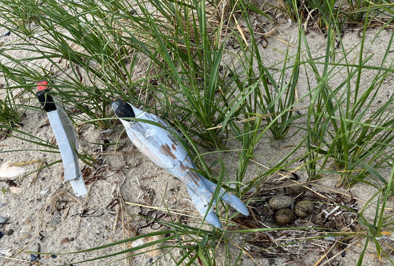 Nesting of Common and Roseate Terns at Muskeget Island, Massachusetts ...