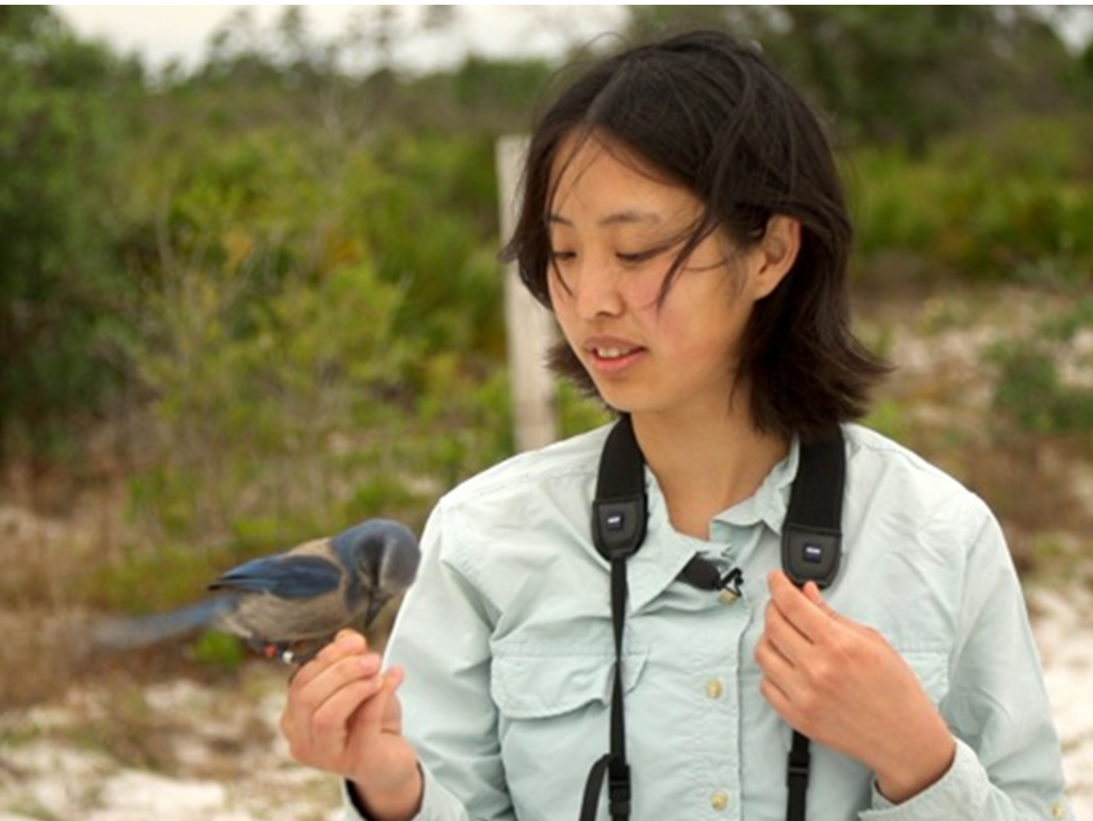 Nancy Chen - The complex consequences of dispersal in a fragmented ...